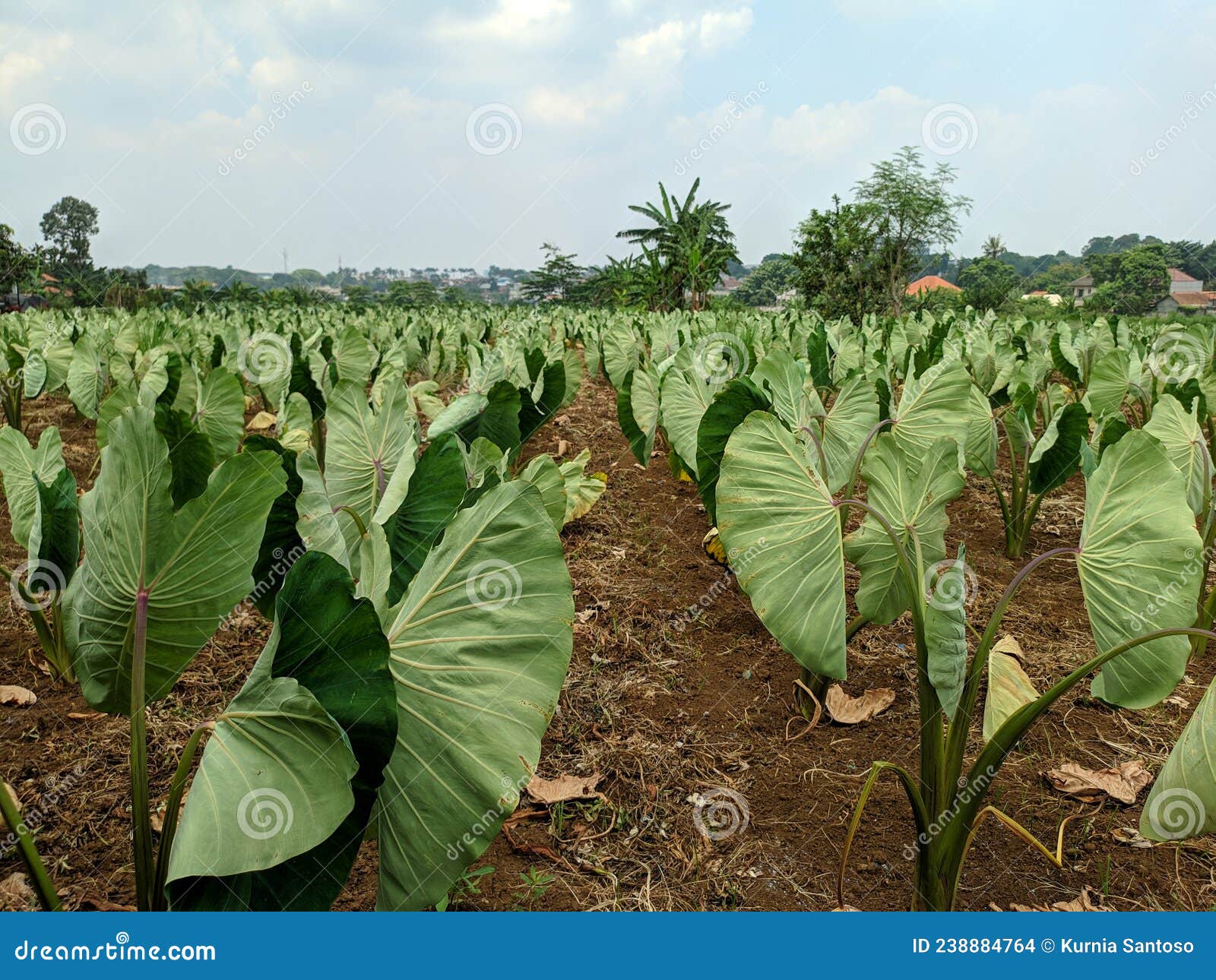 Taro field stock photo. Image of soil, plantation, shrub - 238884764