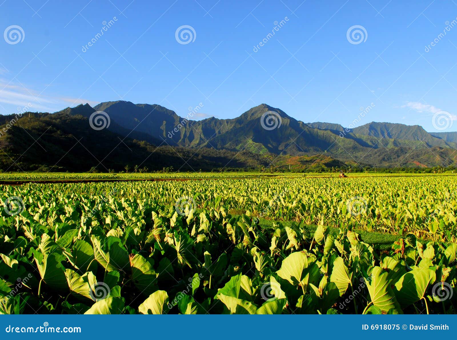 Taro field in Kauai Hawaii stock image. Image of leaves - 6918075