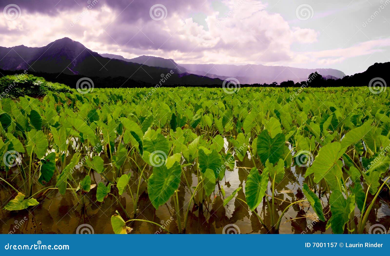 Taro Fields stock image. Image of food, tropical, kauai - 7001157
