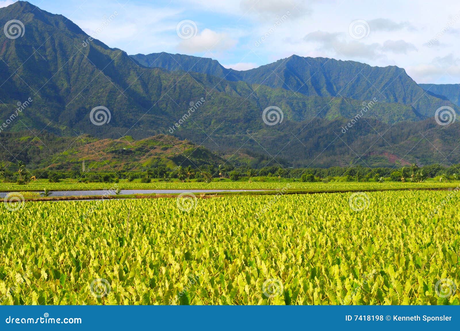 Taro fields stock photo. Image of food, forest, horizontal - 7418198