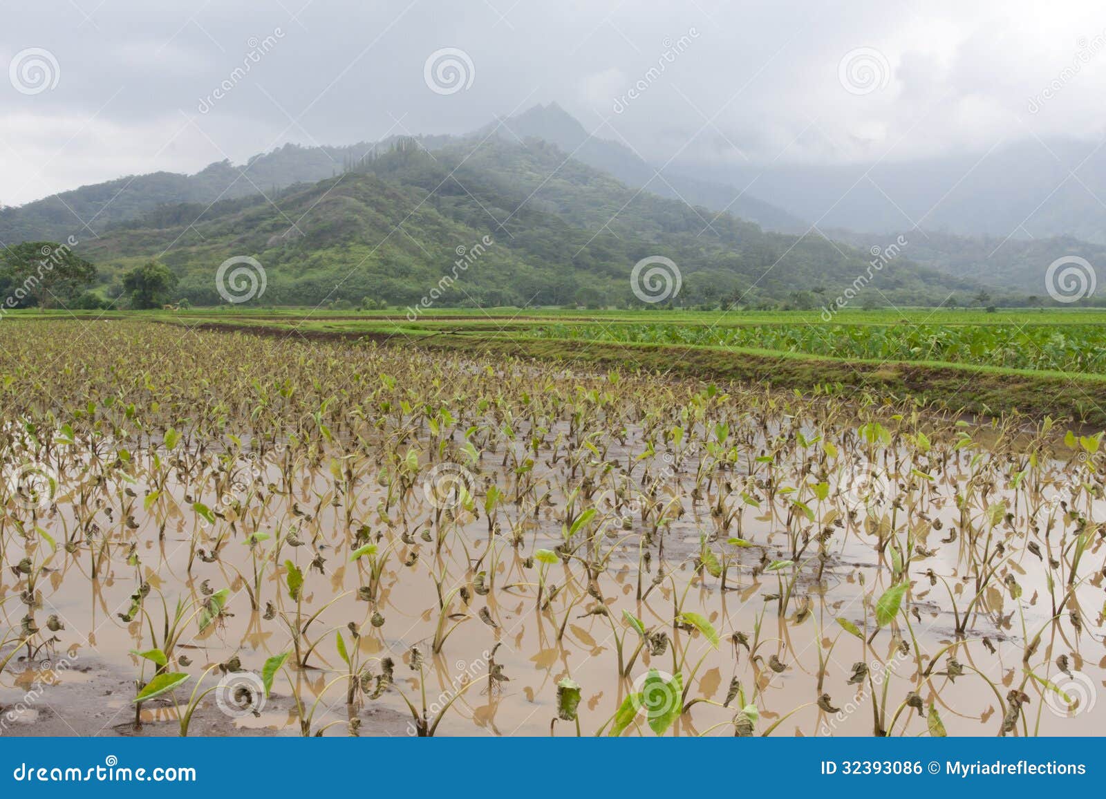 Taro Fields stock photo. Image of produce, agribusiness - 32393086
