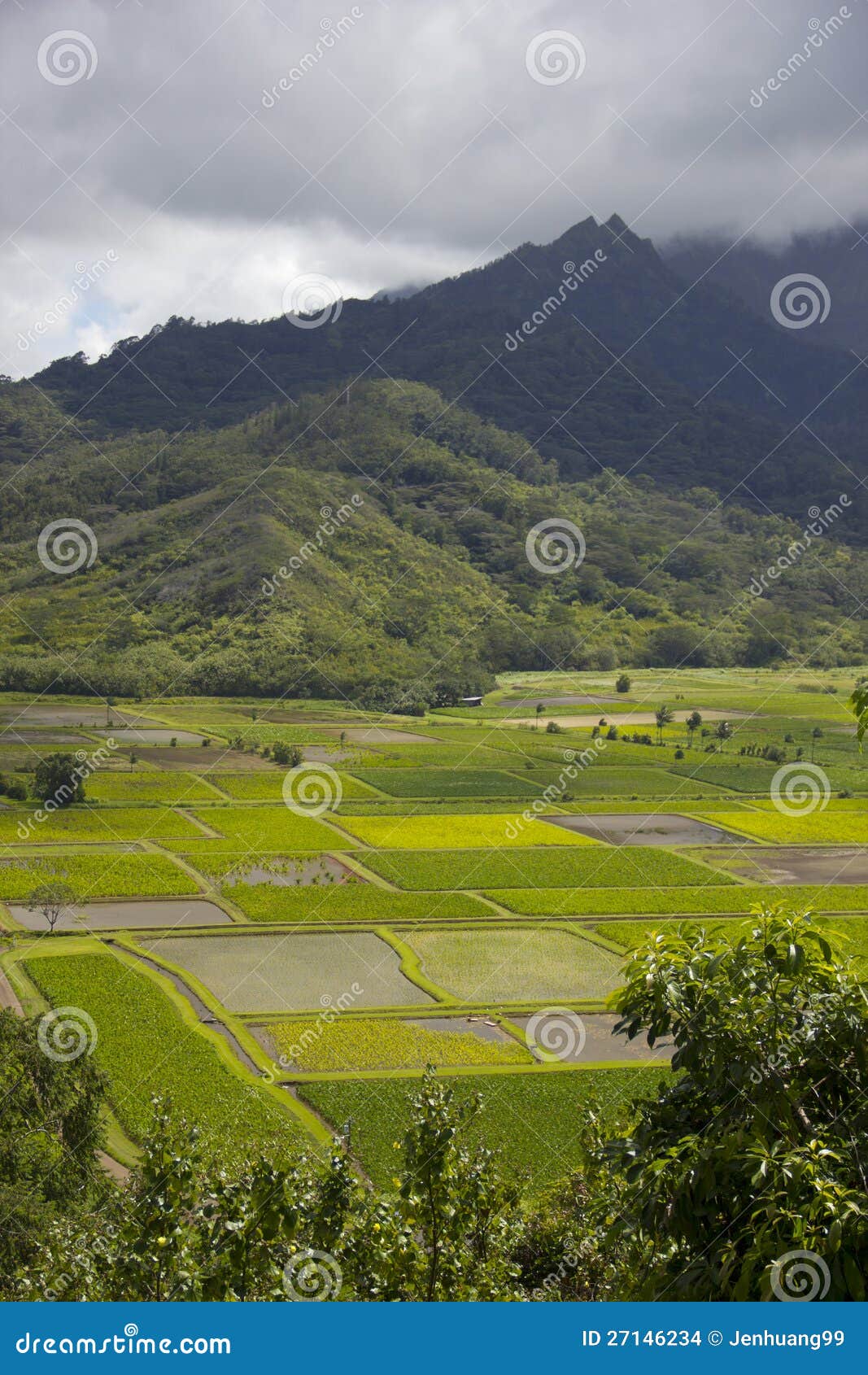 Taro Fields at Hanalei Valley, Kauai, Hawaii Stock Photo - Image of ...