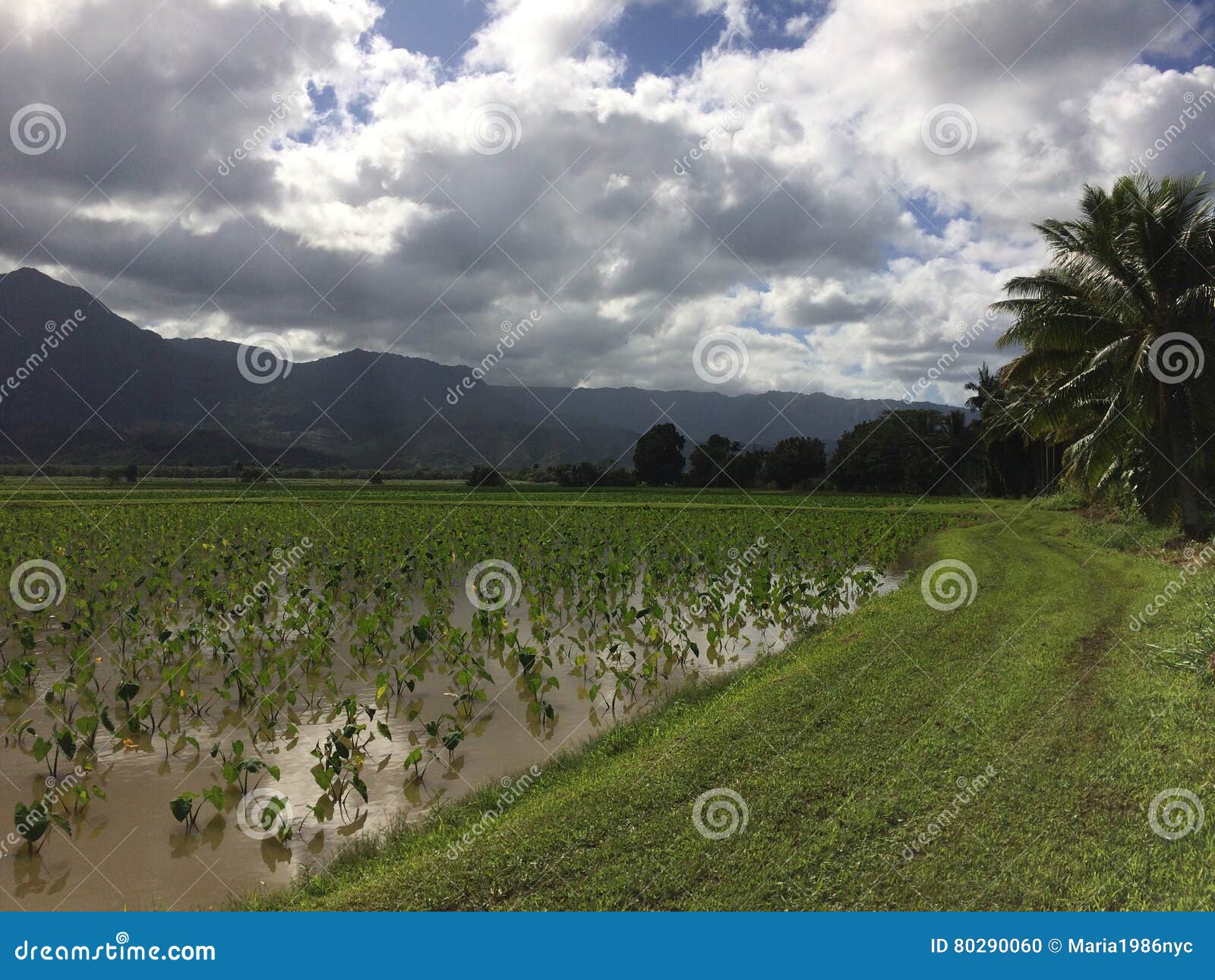 Taro Fields in Hanalei Valley on Kauai Island, Hawaii. Stock Photo ...