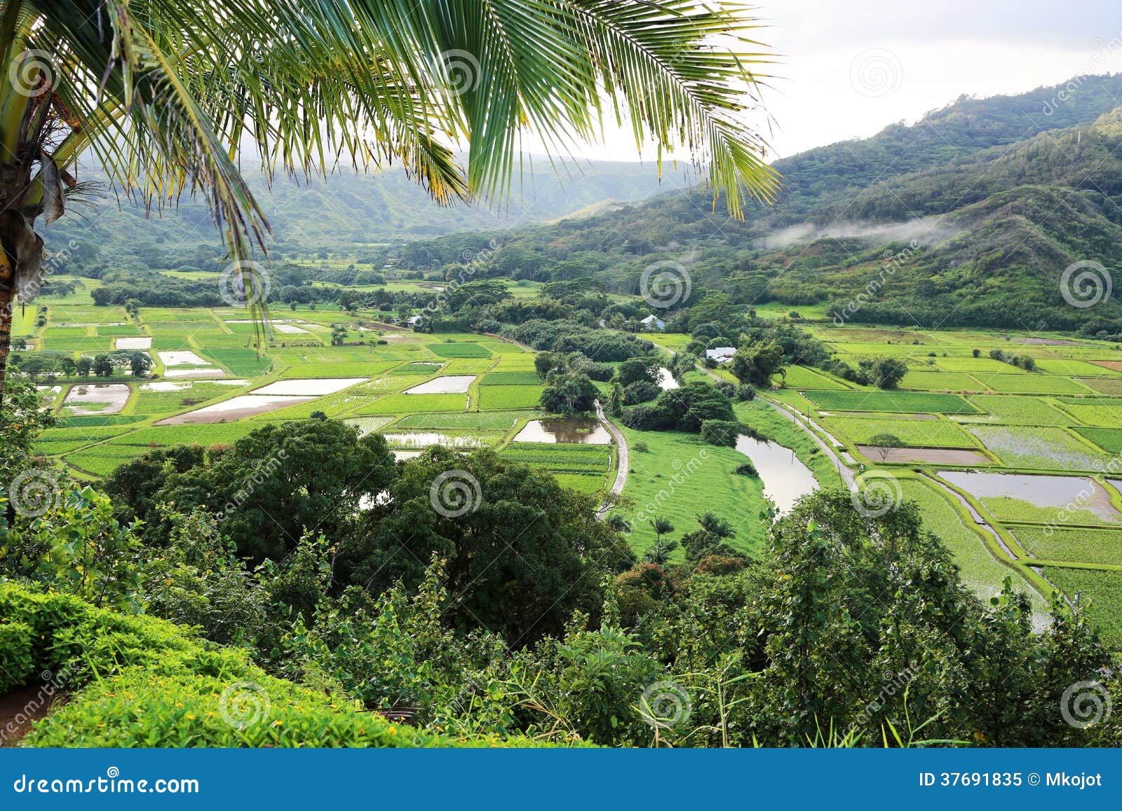Taro Fields in Hanalei Valley Stock Image - Image of outdoors, beauty ...