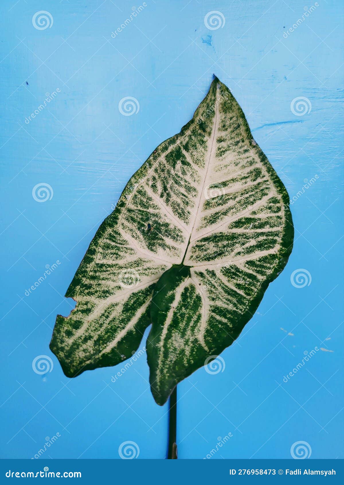 Taro Taro Flower with Blue Background Stock Image - Image of taro, blue ...