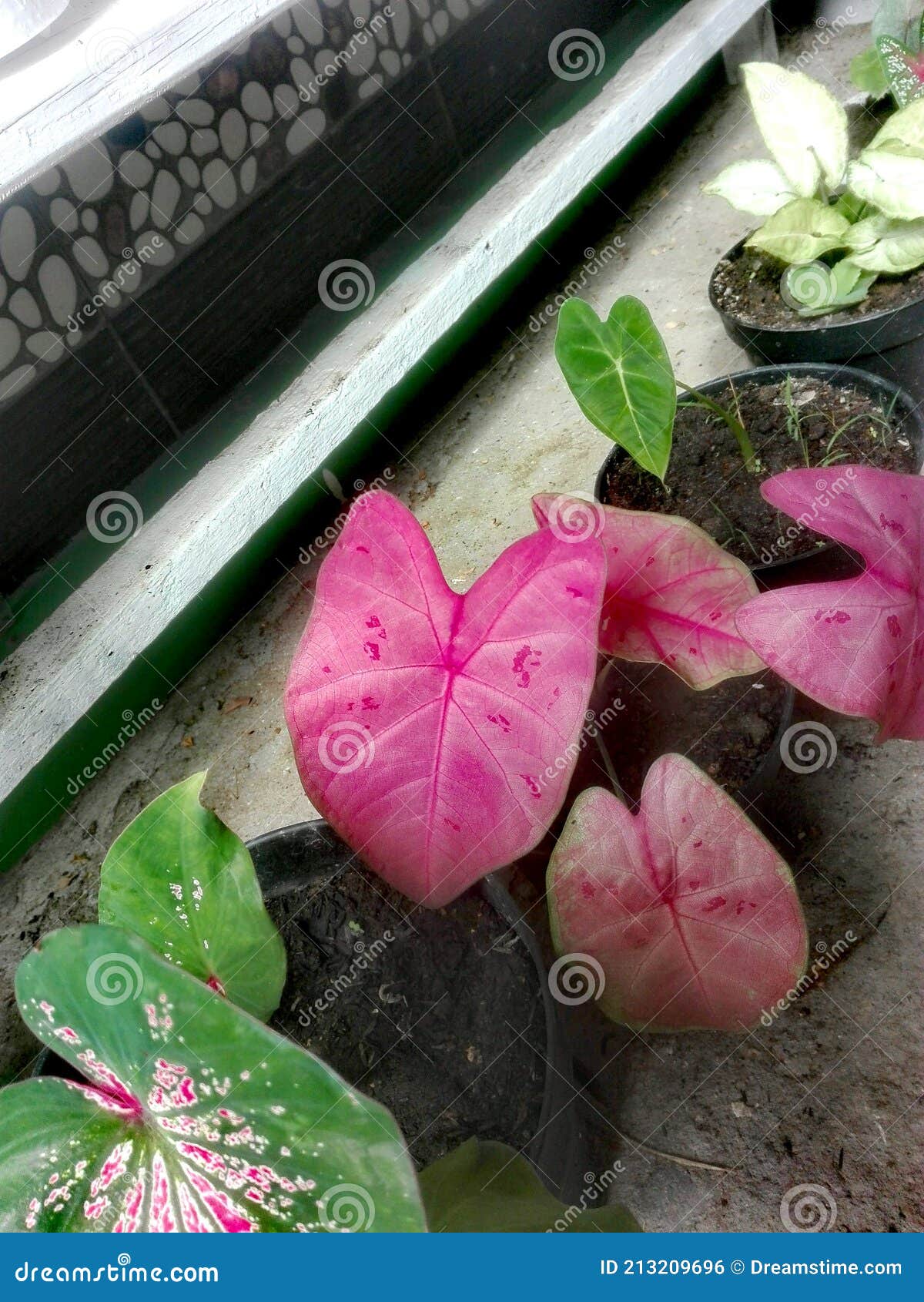 Taro Flowers Color Pretty Pink Stock Photo - Image of taro, pink: 213209696