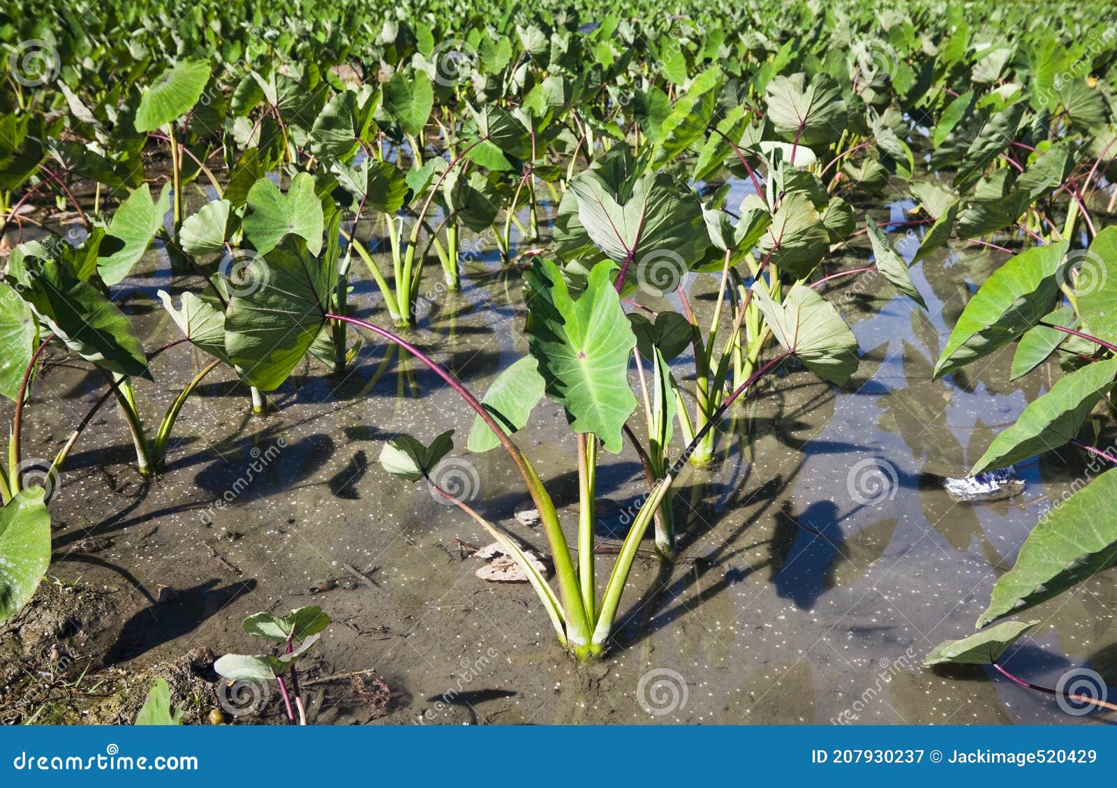 A Close View of a Taro Field Stock Image - Image of crop, tubers: 207930237