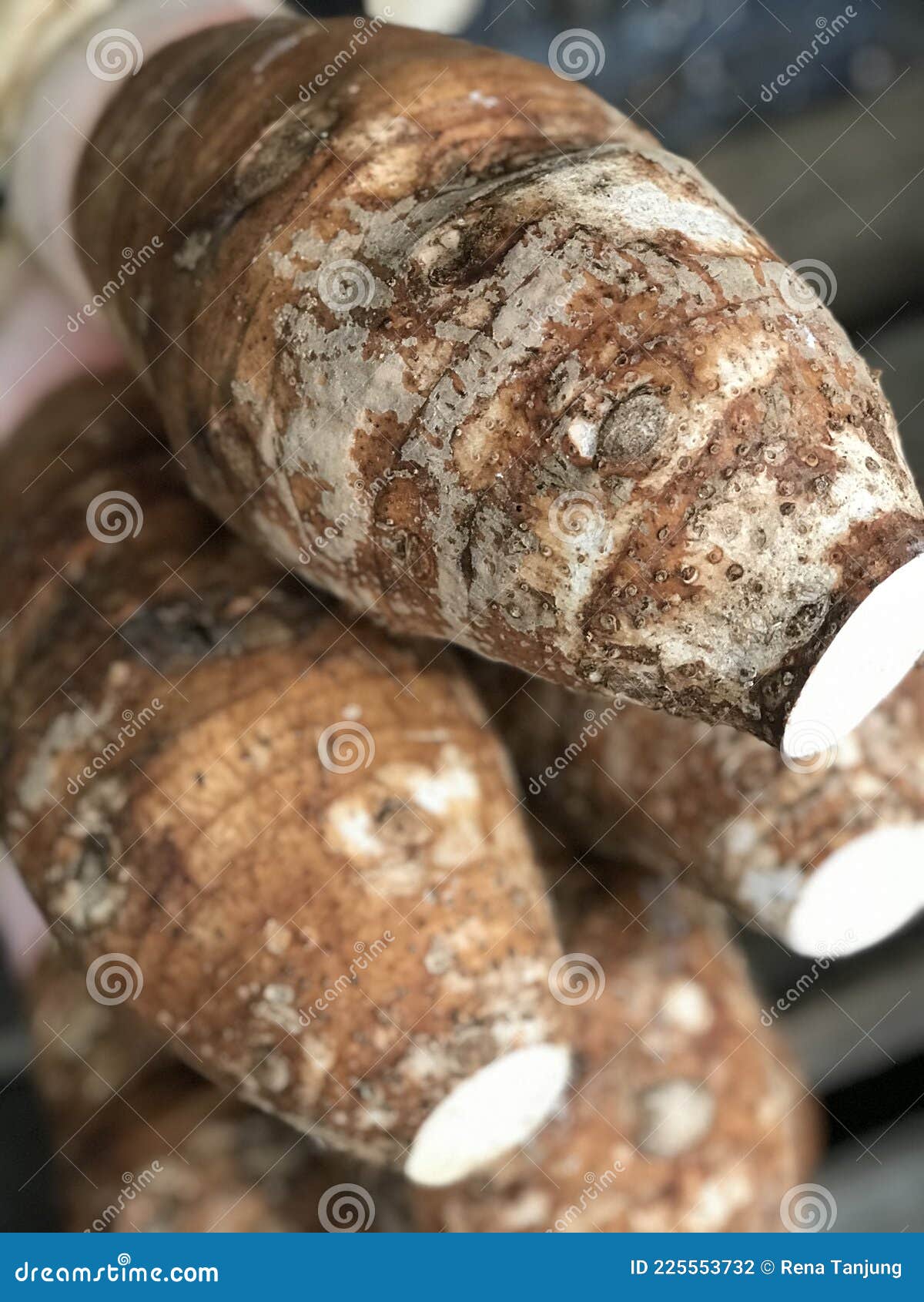 Taro stock photo. Image of harvest, plants, vegetable - 225553732