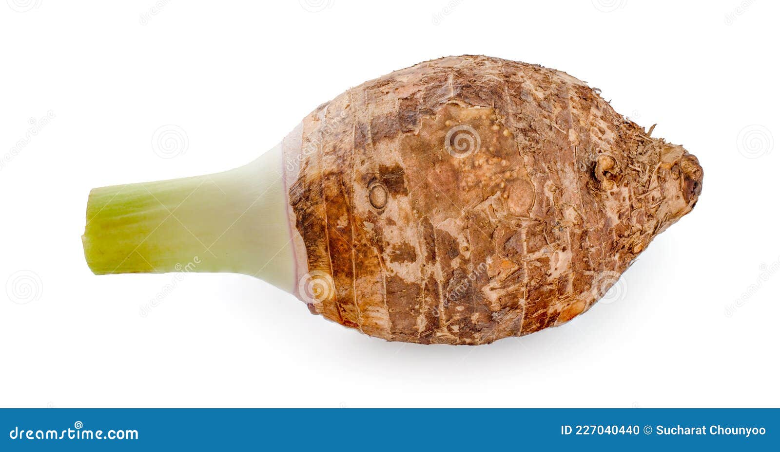 Taro Isolated on White Background Stock Photo - Image of healthy ...