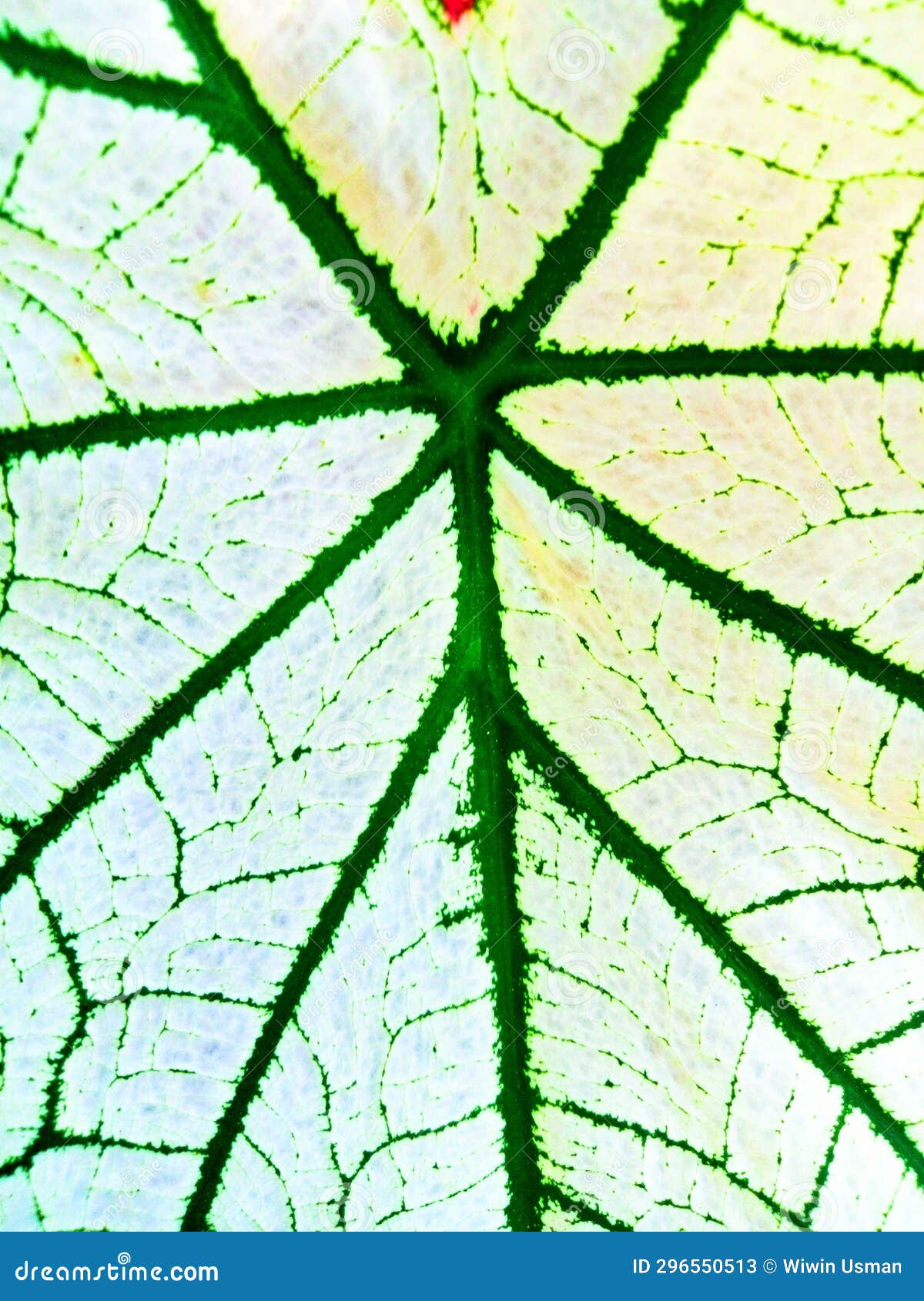 Taro leaf bones stock image. Image of bones, branch - 296550513