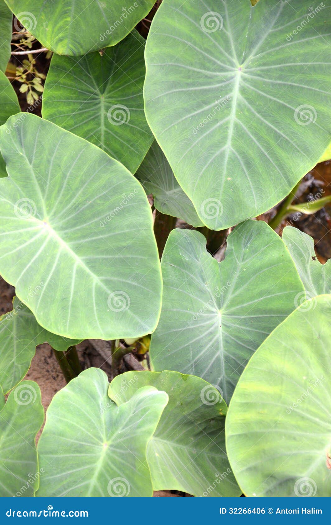 Taro leaf stock photo. Image of macro, life, natural - 32266406