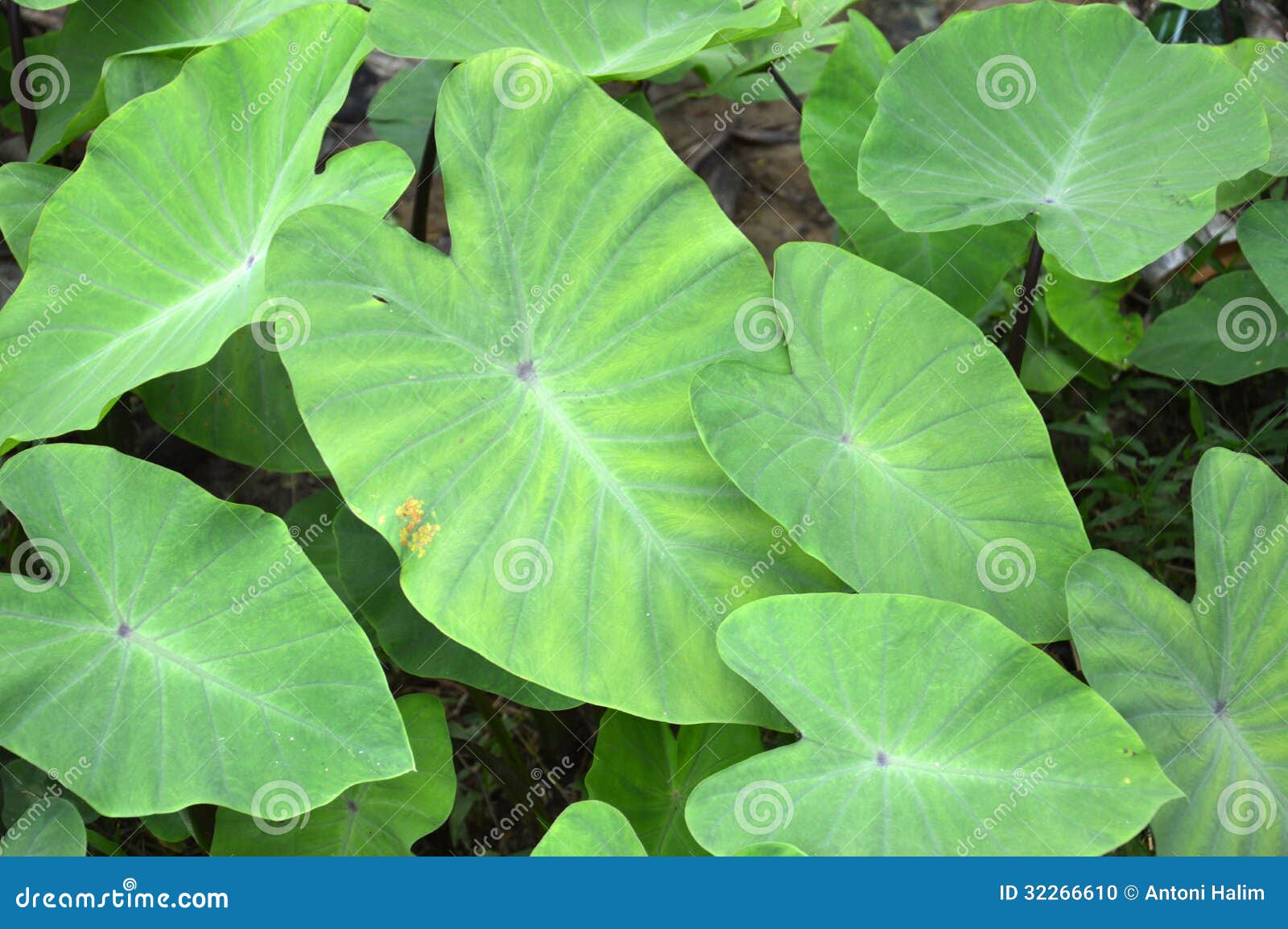 Taro leaf stock photo. Image of botanical, background - 32266610