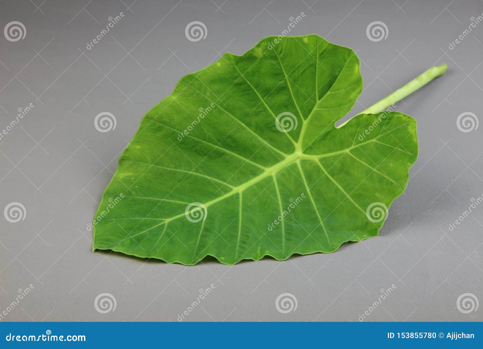 Isolated taro leaf stock photo. Image of texture, leaf - 153855780