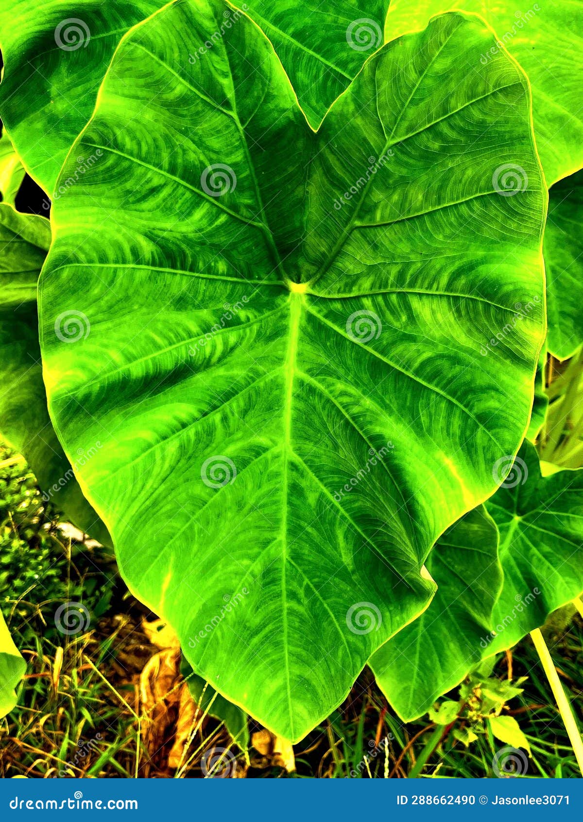 Taro leaf stock photo. Image of agriculture, edible - 288662490