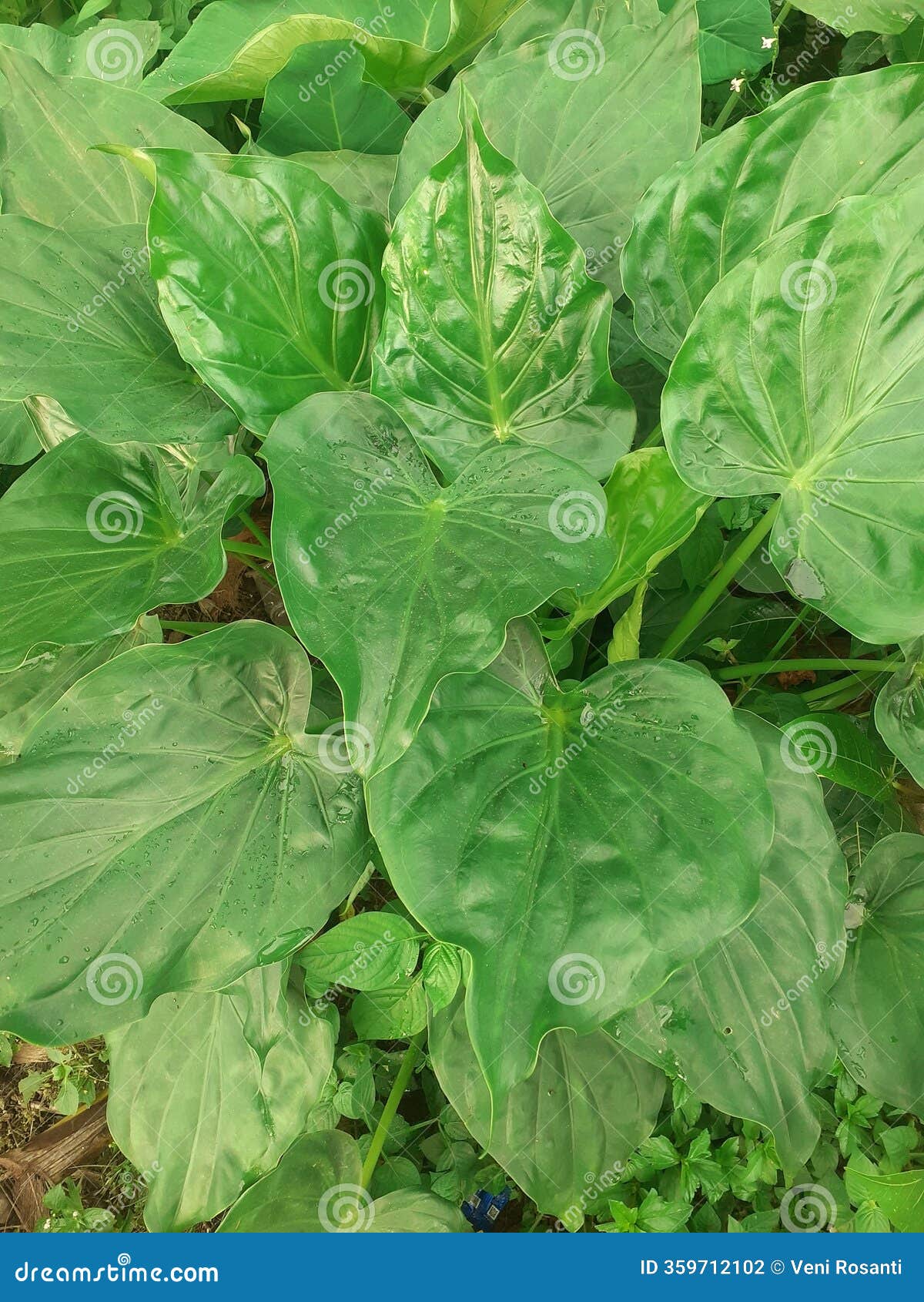 Taro leaf plant stock photo. Image of nature, leaf, plant - 359712102