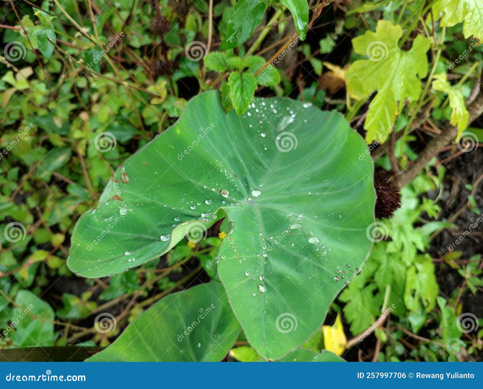Taro Leaf Plants Get Splashed by the Rain in the Morning in Asia Stock ...