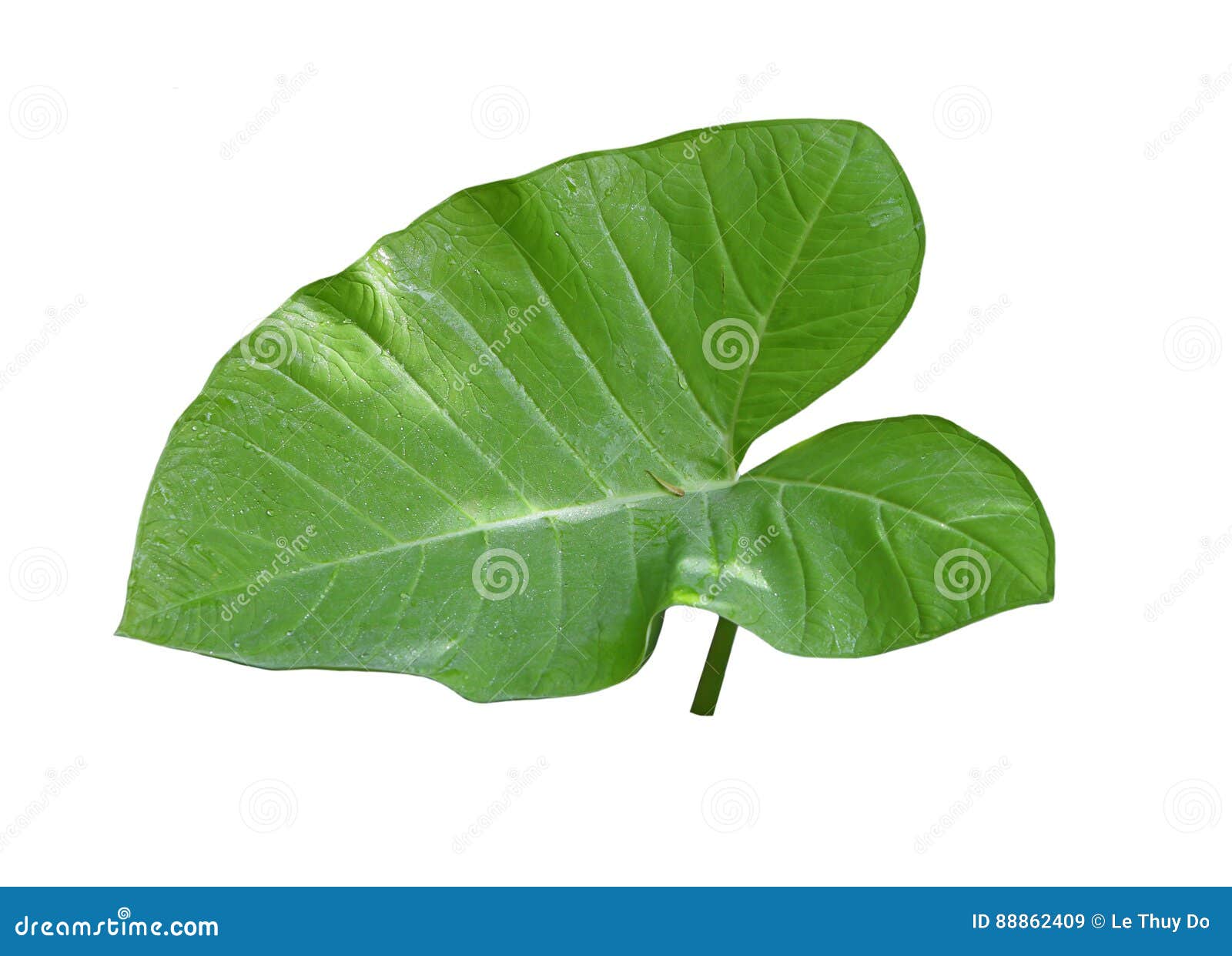 Taro Leaf stock image. Image of botanical, karkalo, isolated - 88862409