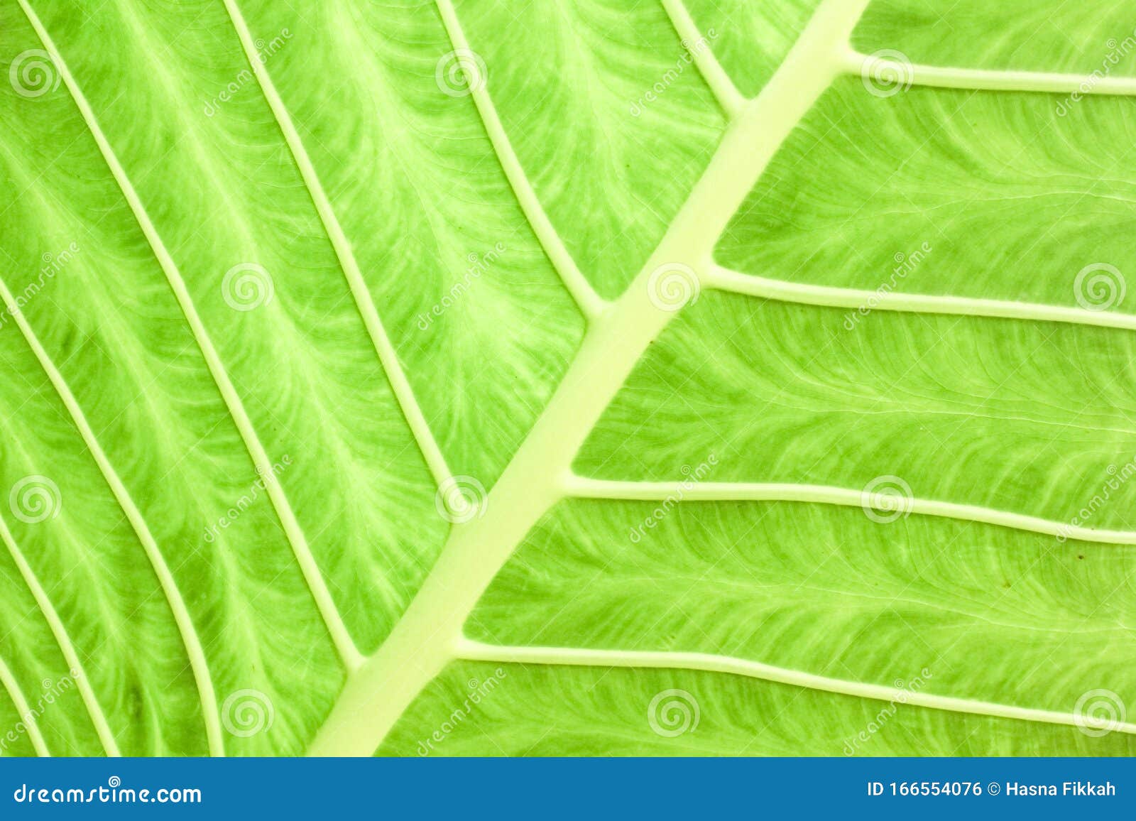 Taro Leaf Texture for Background or Wallpaper Stock Photo - Image of ...