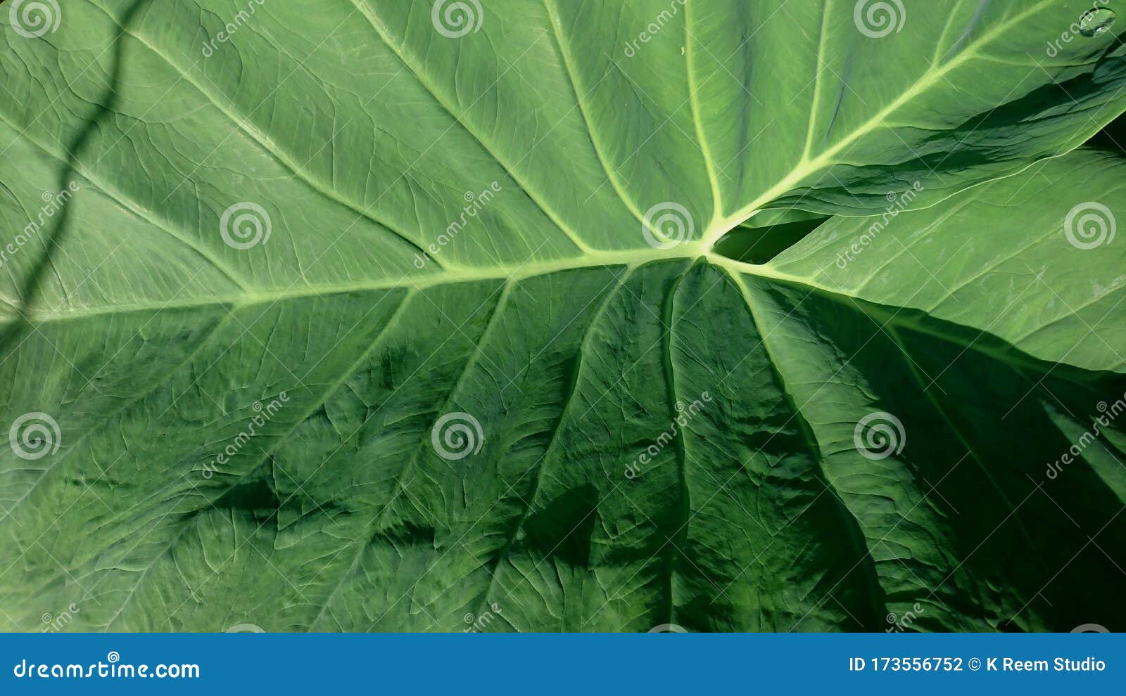 Taro Leaf Texture with Stripes Stock Photo - Image of closeup, leaf ...