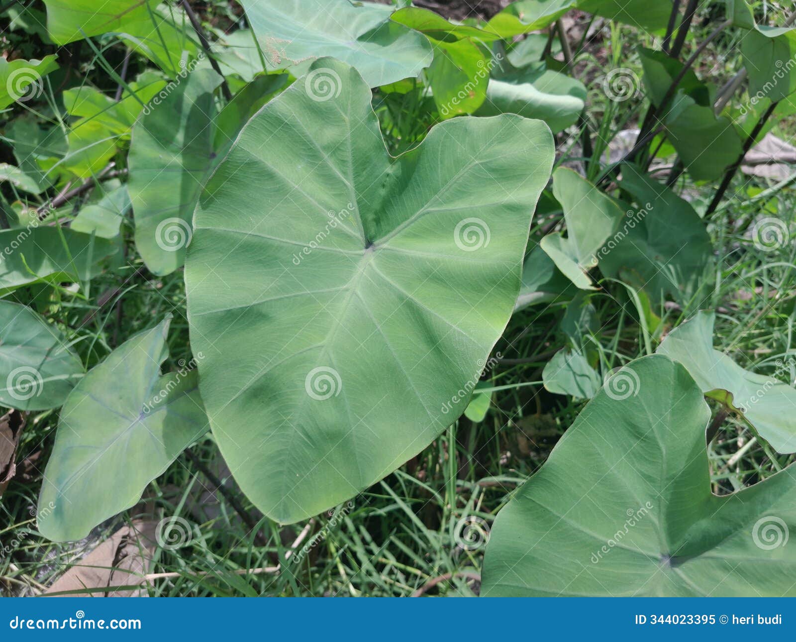 Taro leaves stock image. Image of stems, belongs, starch - 344023395