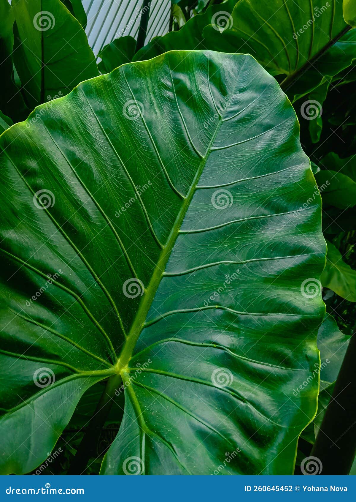 Taro Leaves Growth in Garden. Green Leaf of Taro Plant Stock Photo ...
