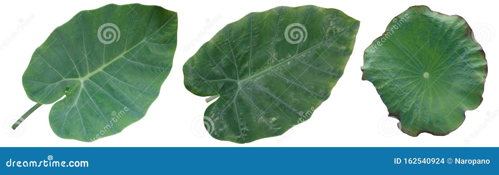 Taro Leaves With Water Splash Stock Photo | CartoonDealer.com #205497888