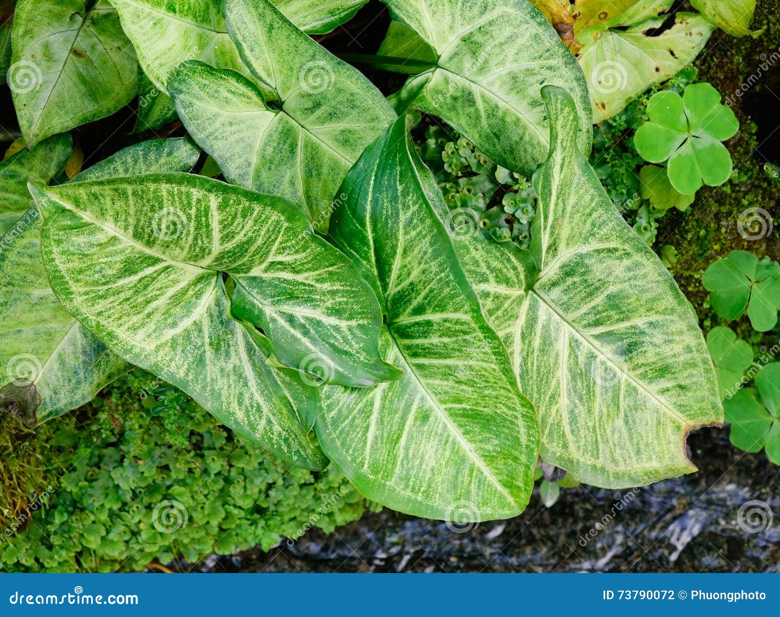 Taro Leaves With Water Splash Stock Photo | CartoonDealer.com #205497888