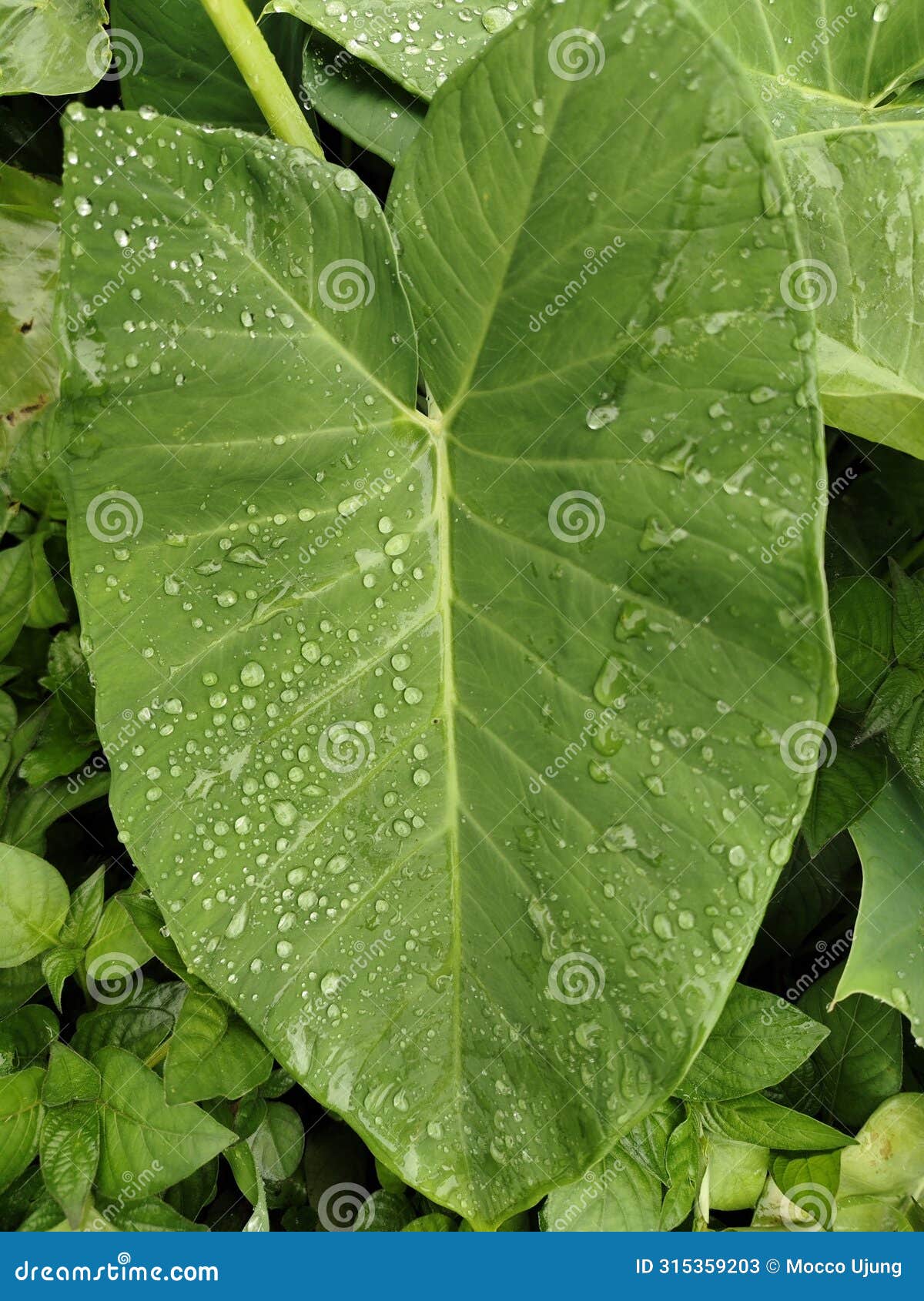 Taro Leaves are Splashed by Rain Water Stock Image - Image of leaves ...