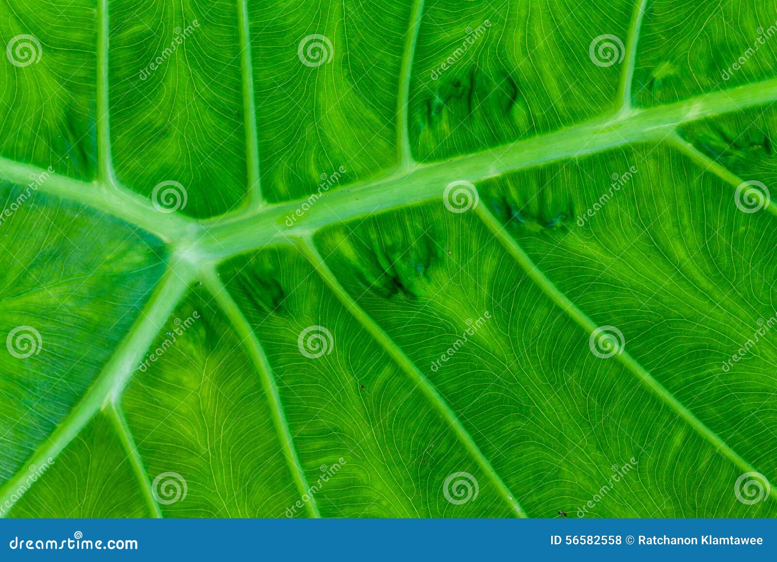 Taro leaves stock photo. Image of plant, upright, herbaceous - 56582558