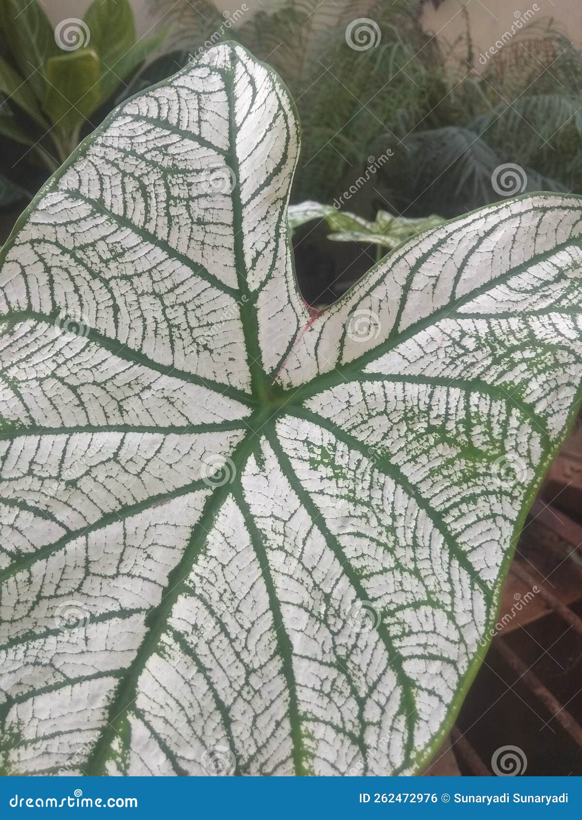 Taro Leaves with White Background Texture in the Front Yard of the ...