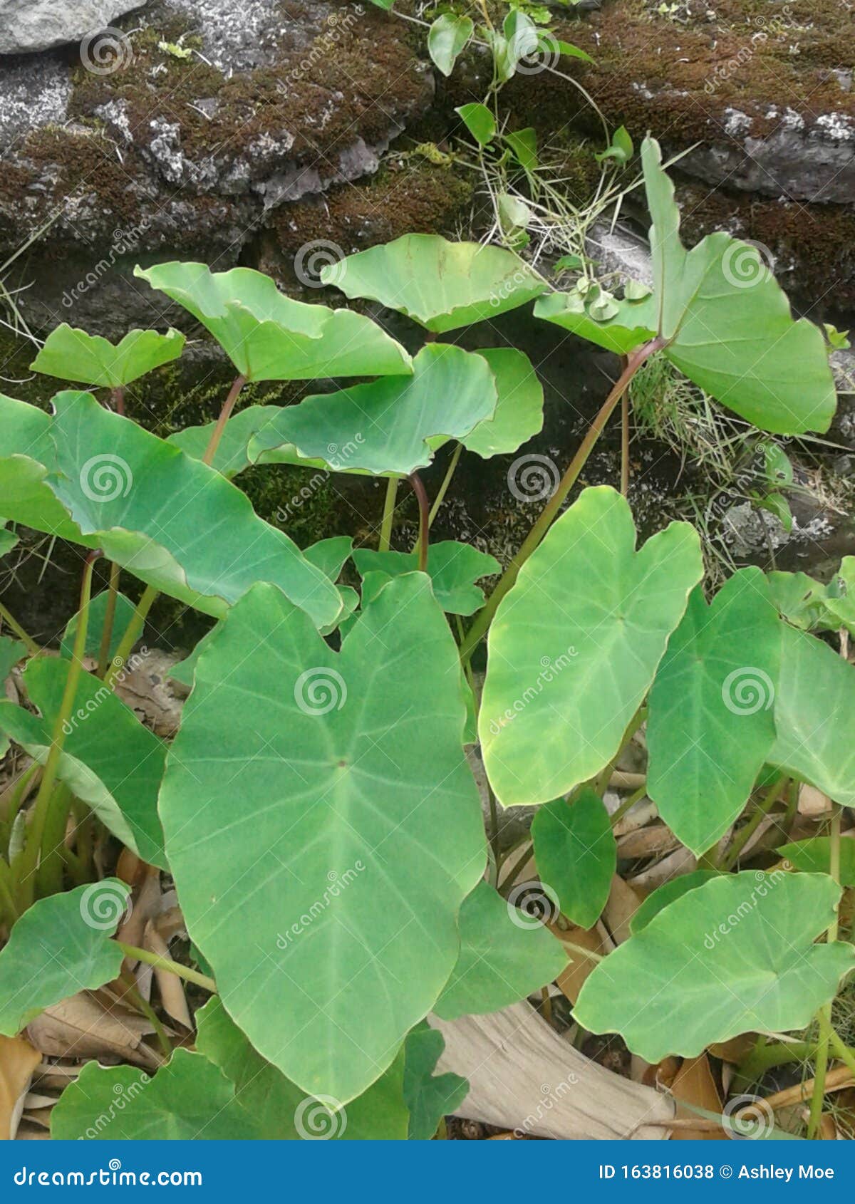 Taro patch stock photo. Image of sustainability, food - 163816038
