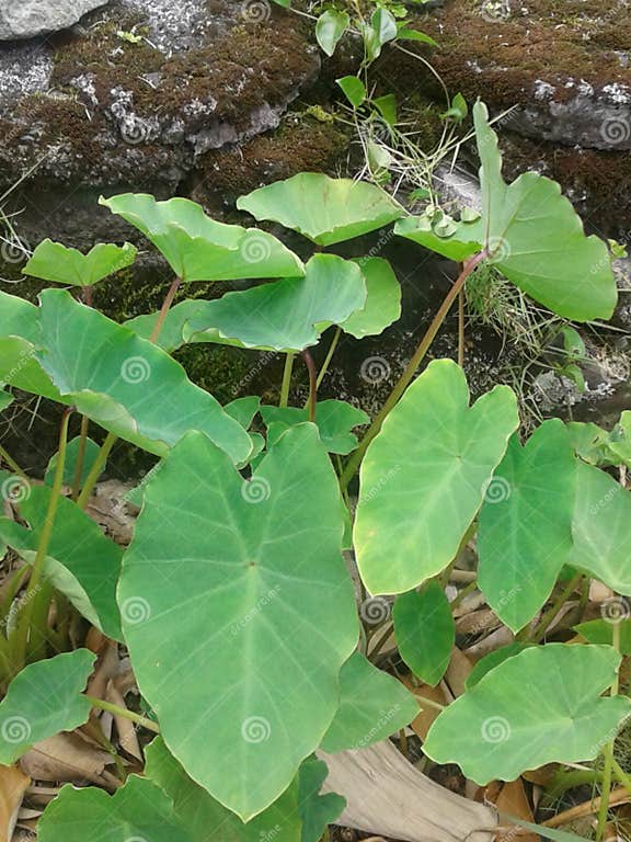 Taro patch stock photo. Image of sustainability, food - 163816038