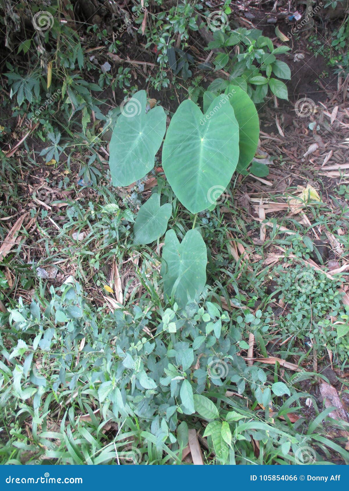 Taro Plant fotografia stock. Immagine di pianta, vivere - 105854066