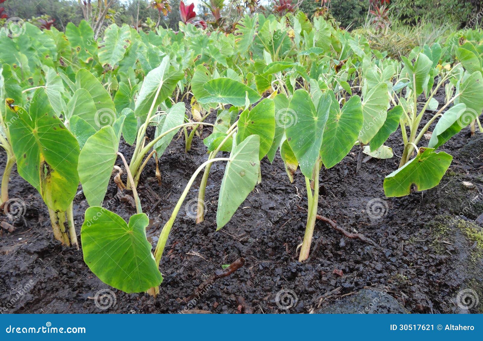 Taro Plant image stock. Image du puis, centrale, taro - 30517621