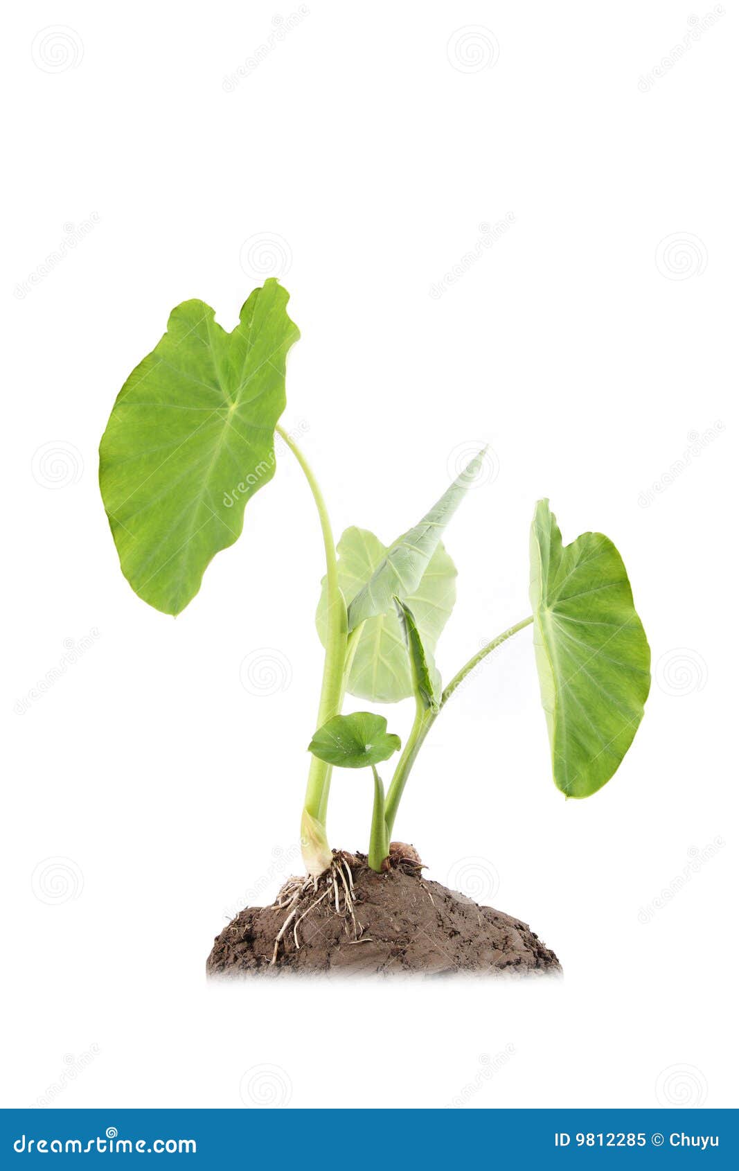 Taro plant stock image. Image of cultivated, taro, leaf - 9812285