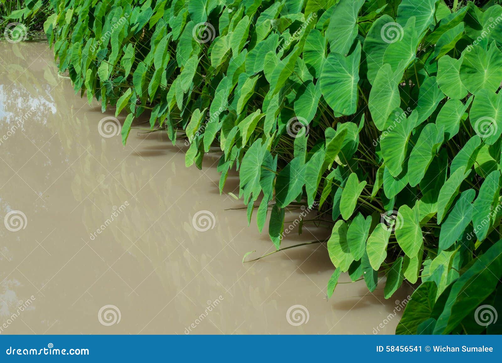 Taro plant background stock image. Image of leaf, foliage - 58456541