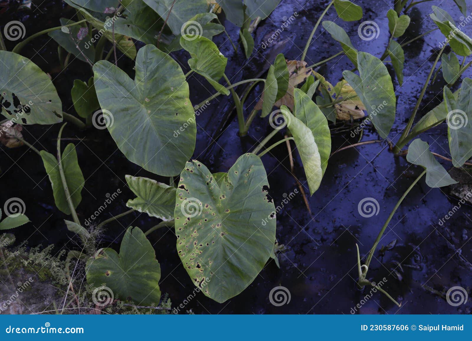 Taro Plant Plantation Royalty-Free Stock Photography | CartoonDealer ...