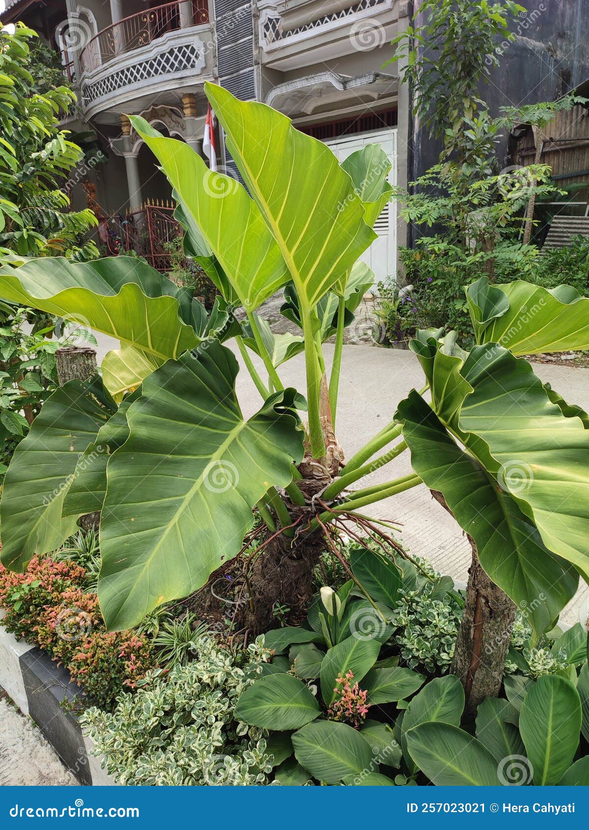 Taro Plant Has Big Unique Green Leaf Stock Image - Image of uniq ...