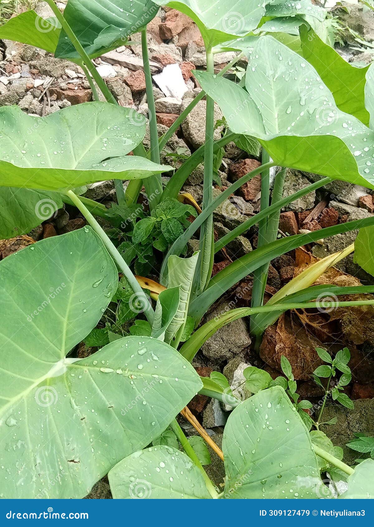 This Taro Plant is Rare and almost Extinct Stock Image - Image of tree ...