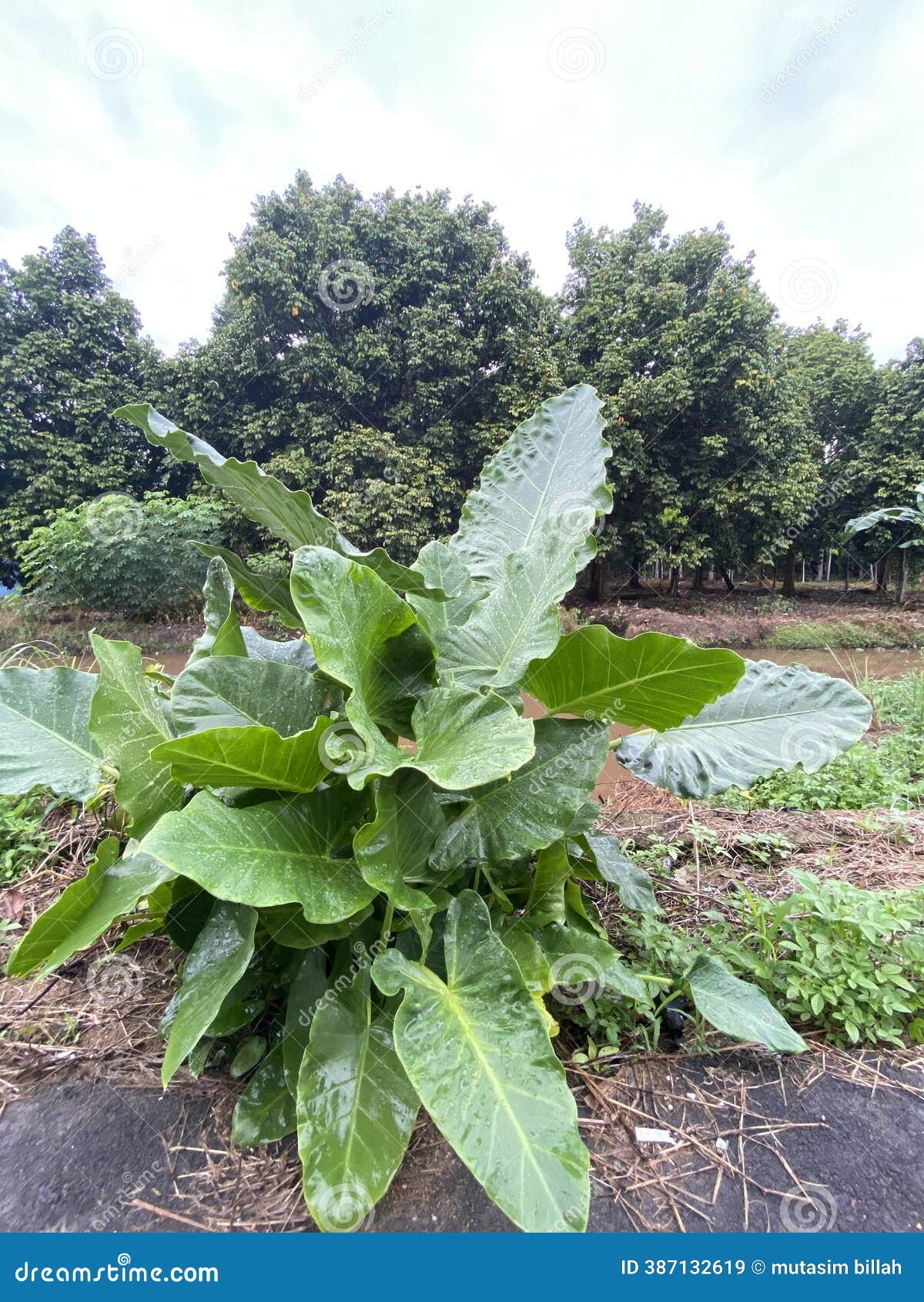 Taro Plant Plantation Royalty-Free Stock Photography | CartoonDealer ...