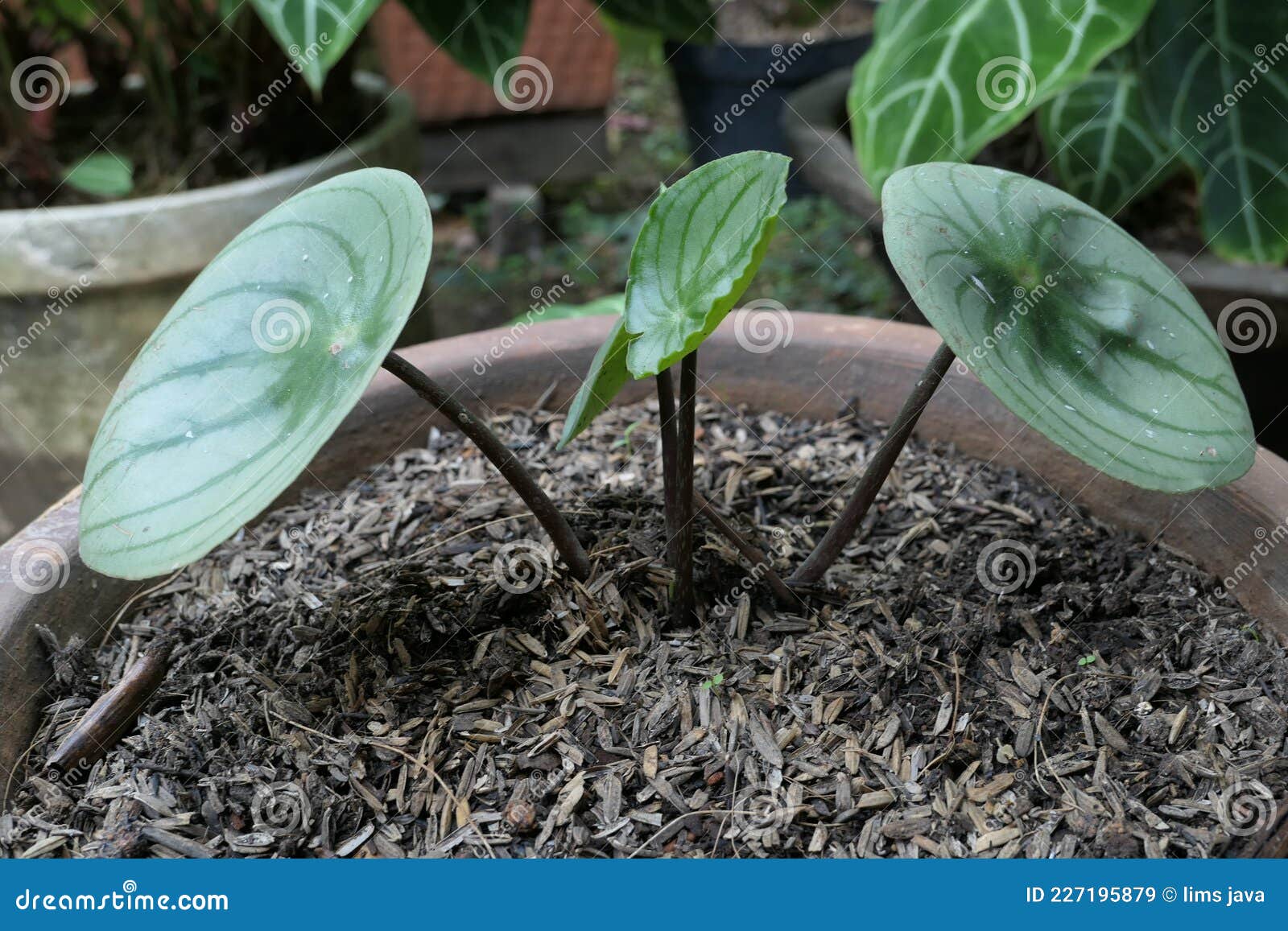 Taro Plant Seeds in Pots in the Yard Stock Image - Image of seeds, crop ...