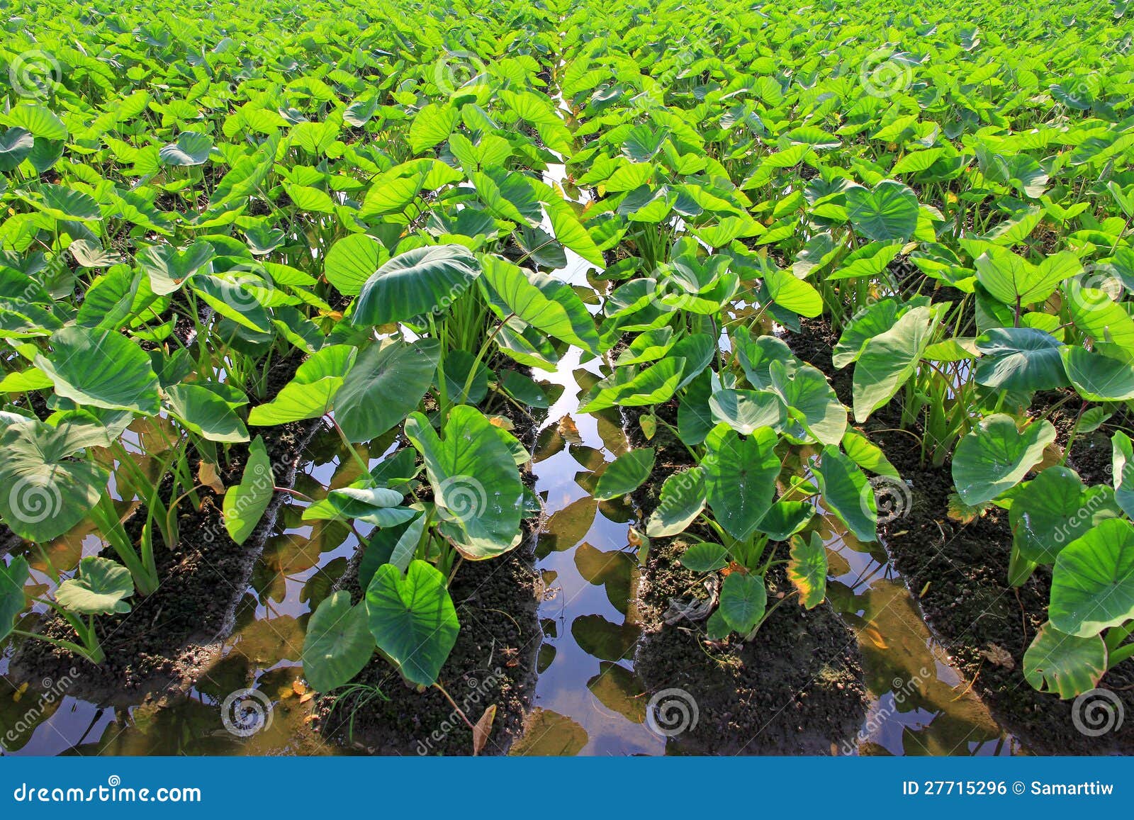 Taro plants stock photo. Image of herbaceous, edible - 27715296