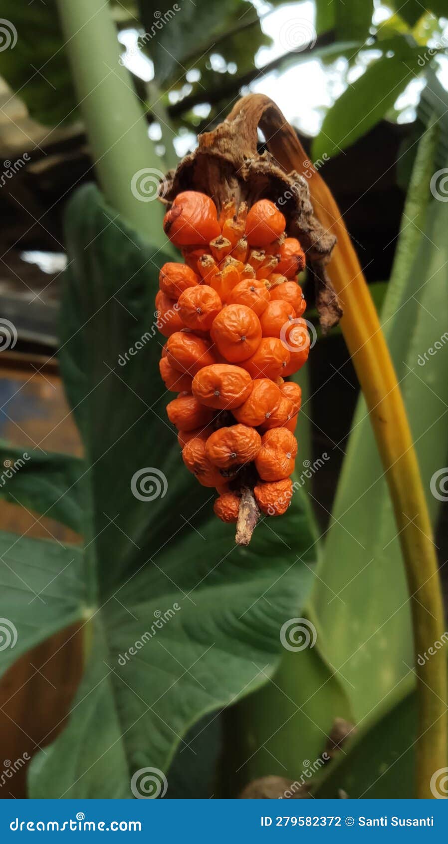 Taro Plants that Bear Fruit in the Yard Stock Photo - Image of shrub ...