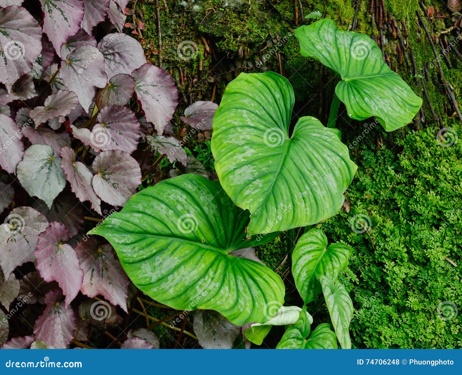Taro Plants at the Botanic Gardens in Singapore Stock Photo - Image of ...