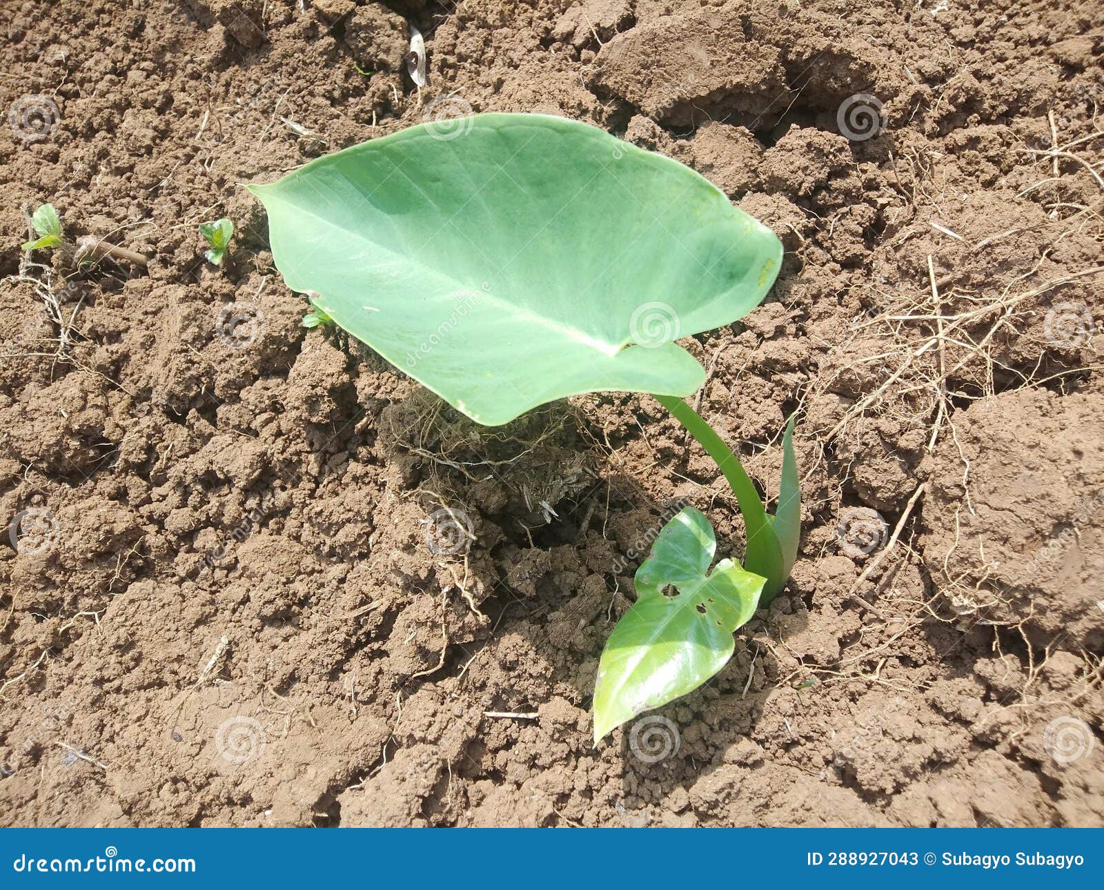 Taro plants on dry land stock image. Image of crop, leaf - 288927043