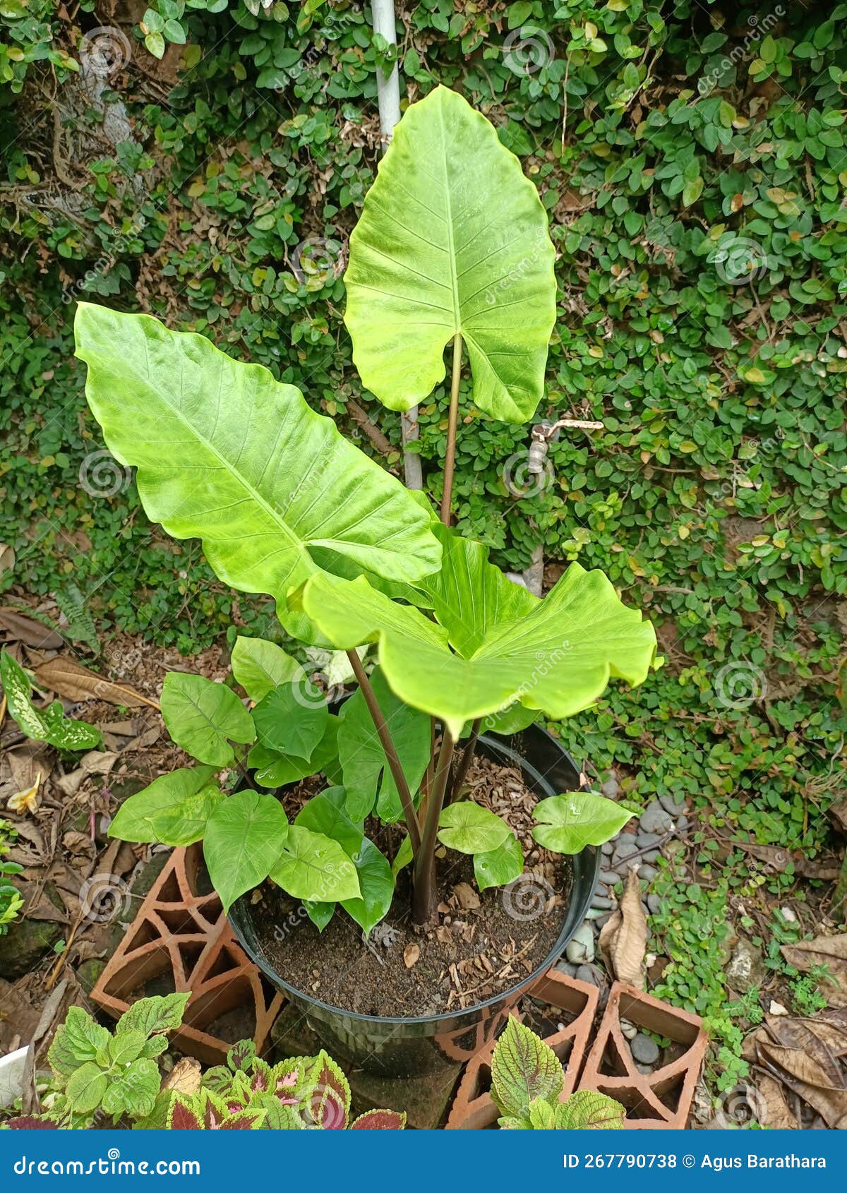 Taro Plants in Flower Pots Thrive with Their Buds Stock Photo - Image ...