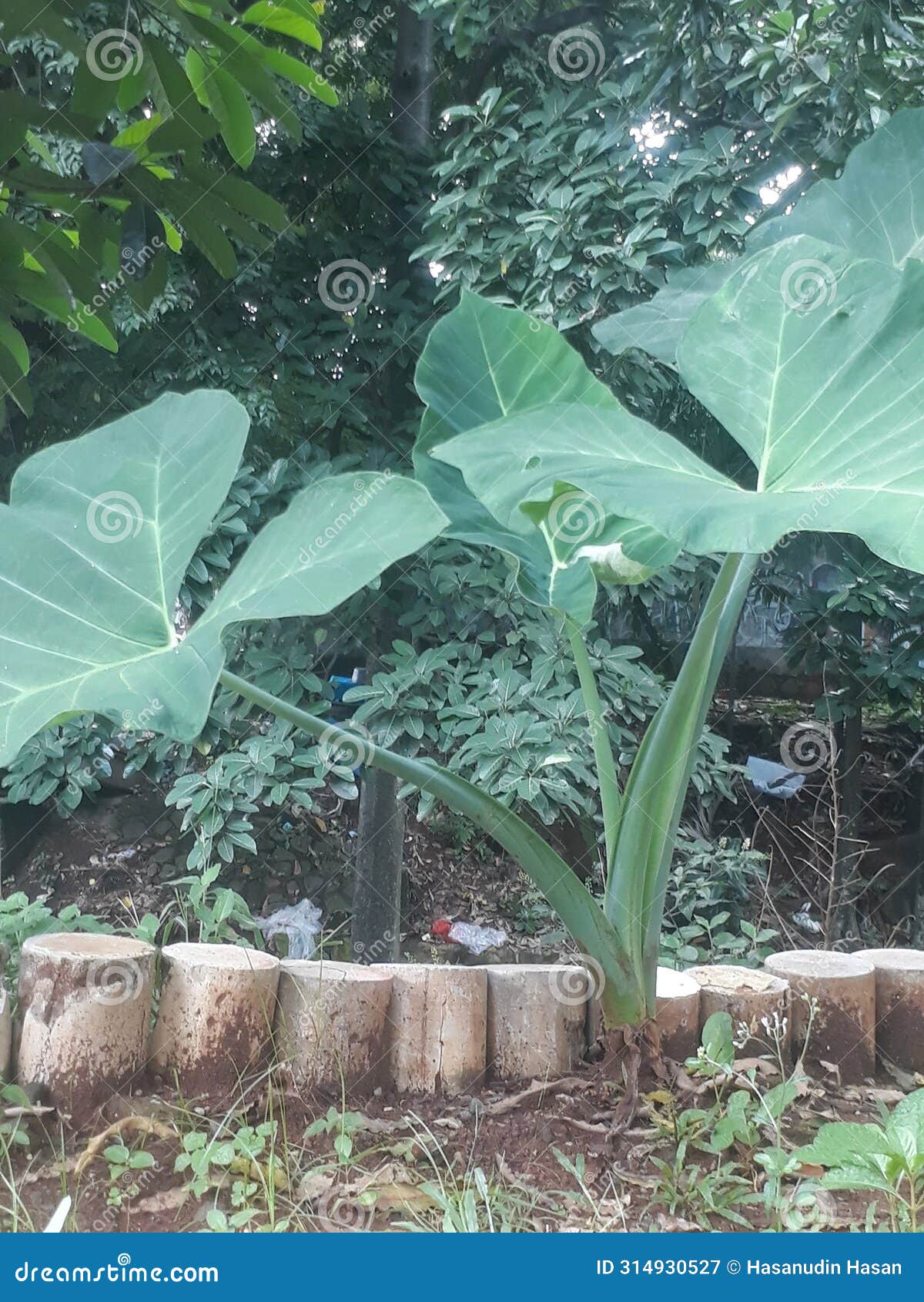 Taro plants grow in spring stock image. Image of taro - 314930527