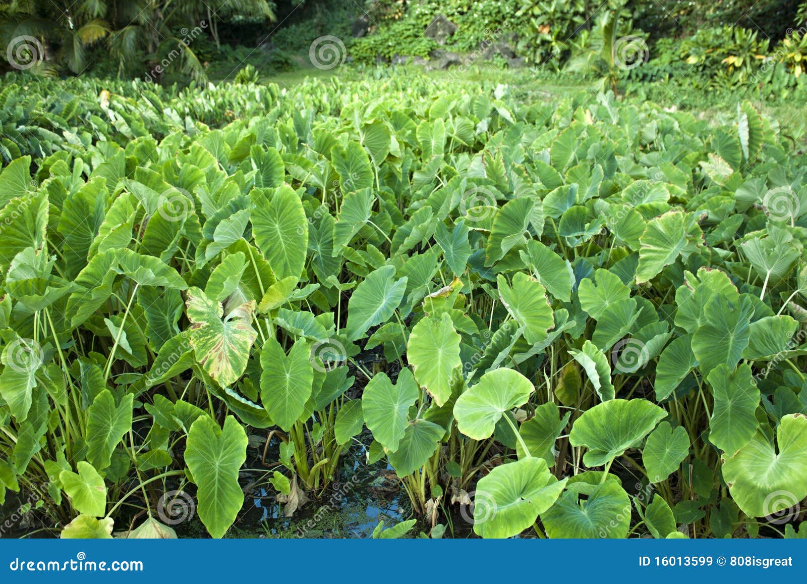 Taro Plants Growing in a Field Stock Image - Image of lush, herbaceous ...