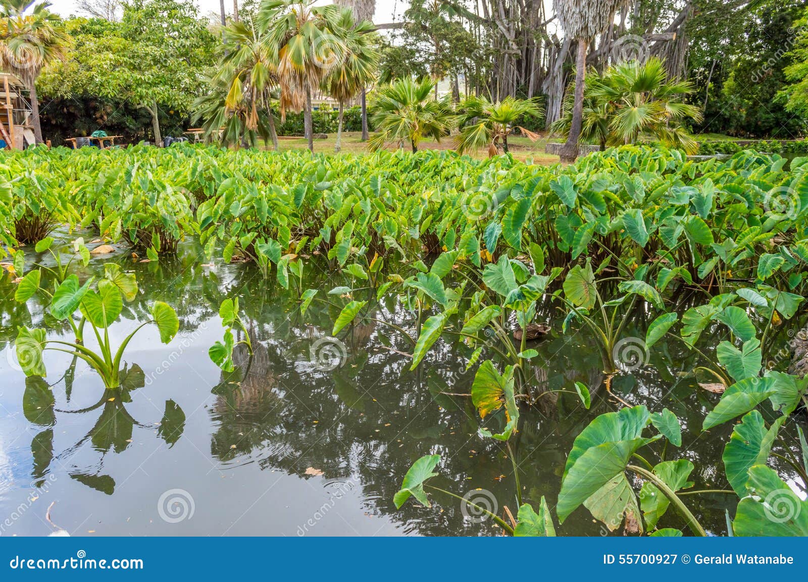 Taro Plants stock image. Image of moanalua, plants, taro - 55700927