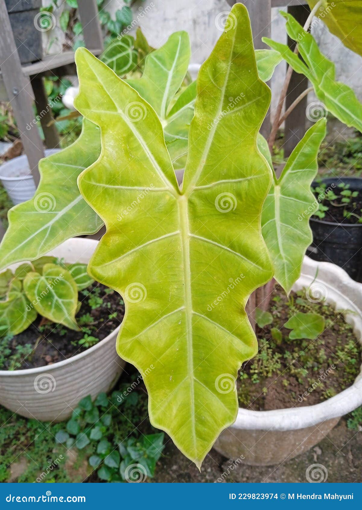 Taro plants in the pot stock photo. Image of soil, autumn - 229823974
